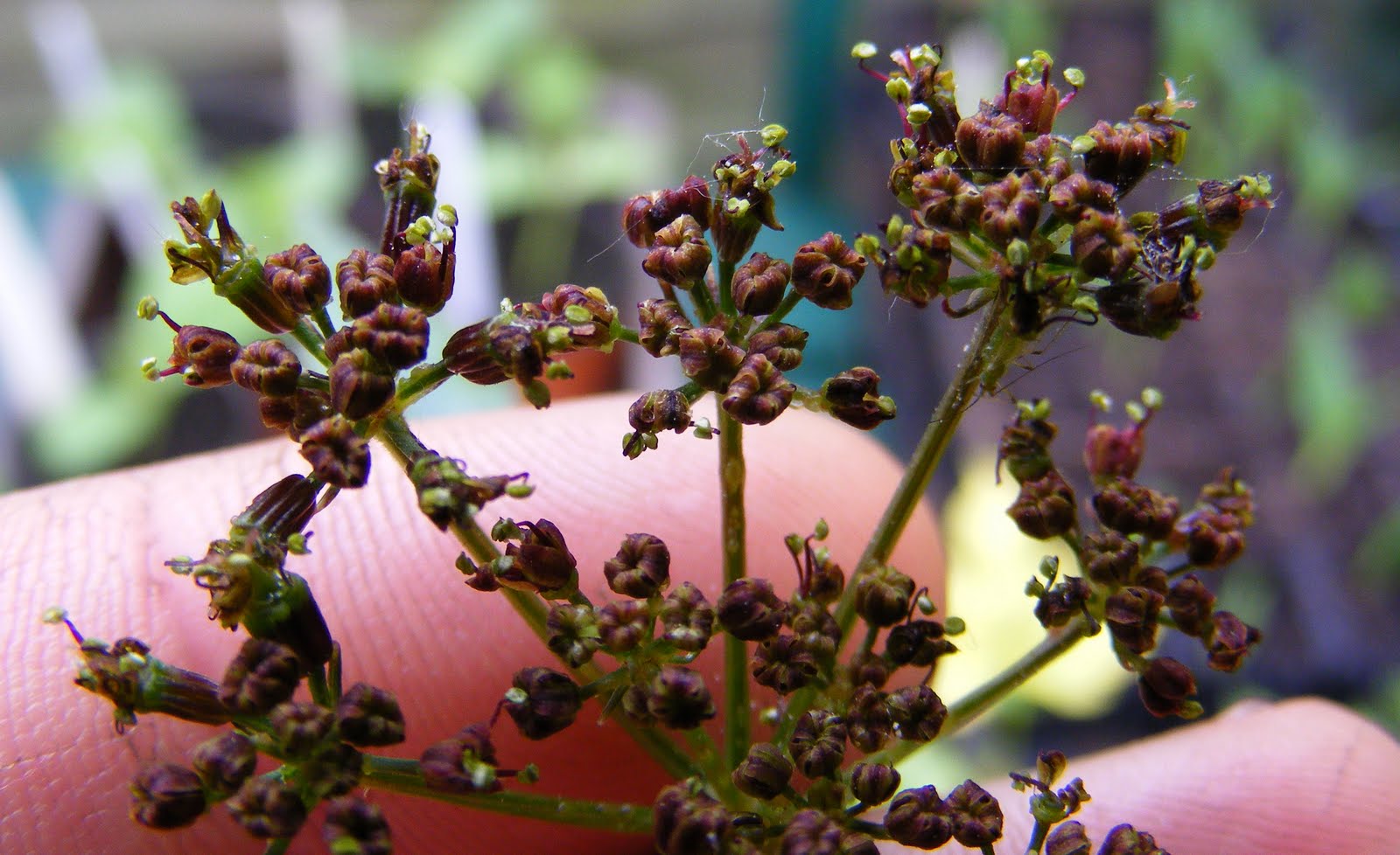 Growing Oca: The Trouble with Arracacha...