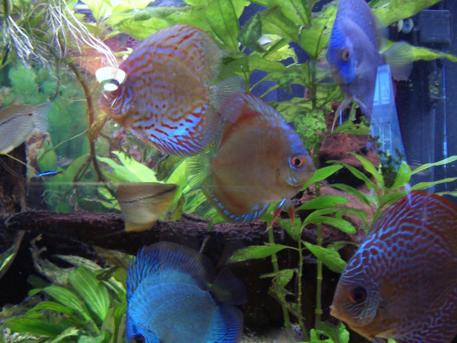 Deal with pets: Discus Fish really are great pets