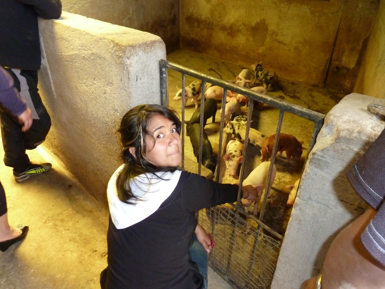 Interessante papieren en muziek van de rommelmarkt: Varkensschreeuwen ...