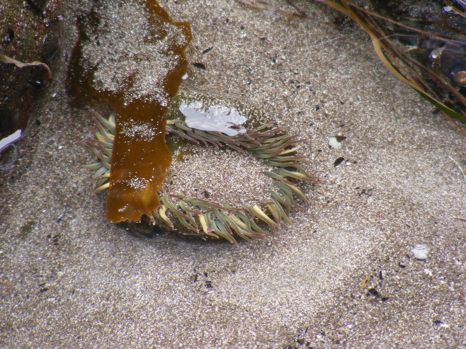 Science Photos and Other Stuff for Kids: Tide Pools