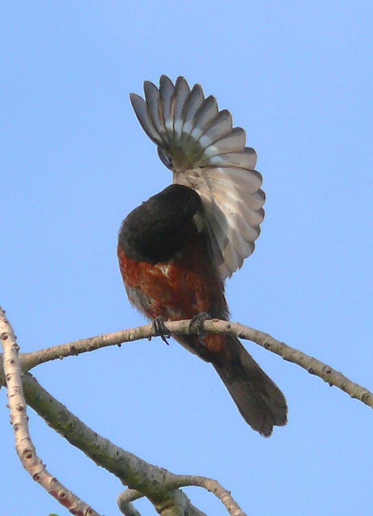 Pássaros ÁF: esi e o famoso curió ,uma ave muito conhesida no brasil ...