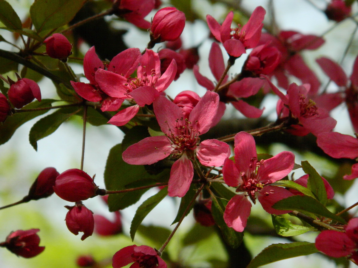 LA MULTI ANI, ROMANIA!: Pom inflorit cu flori rosii