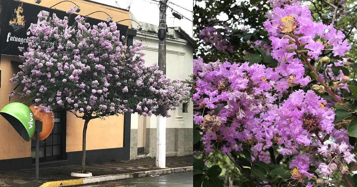 Viveiro Ciprest - Plantas Nativas e Exóticas: Resedá Lilás ou Roxo ...