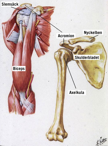 CALLE BAUMGARTEN: Axelledens Anatomi och Skador