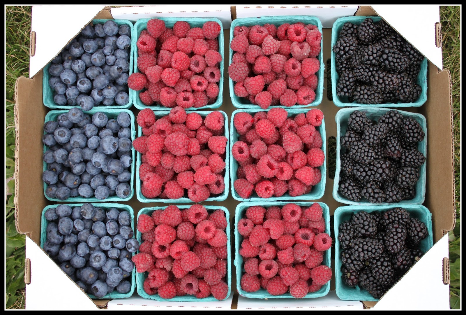 Haugen's Raspberry Farm: Feelin' Blue?