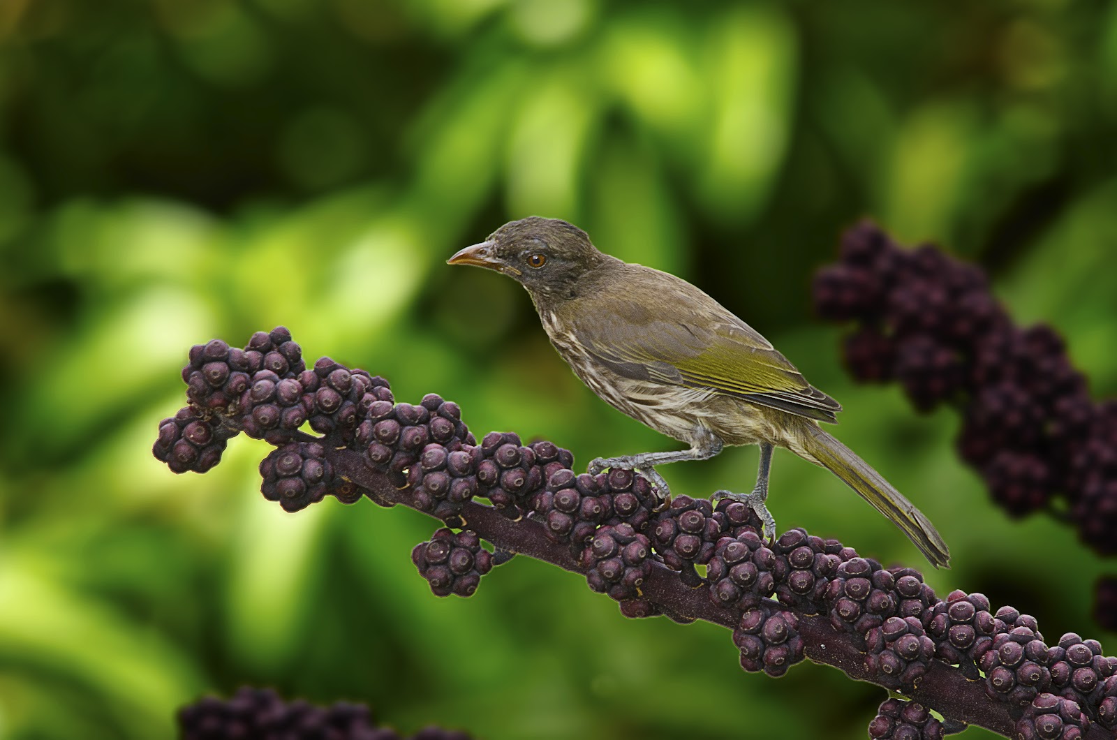 Visto al Pasar: La Cigua Palmera