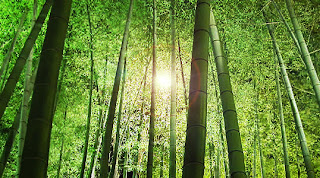 seniARch: KELEBIHAN RUMPUN BULUH