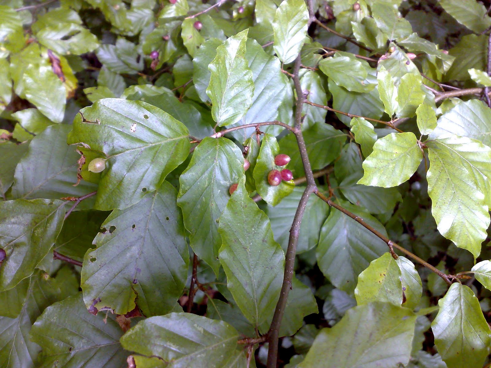 Árboles con alma: Haya. Faig. (Fagus sylvatica)
