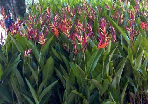 Beginilah Gambar Tanaman Hias Perdu yang Wajib Diketahui - Informasi ...