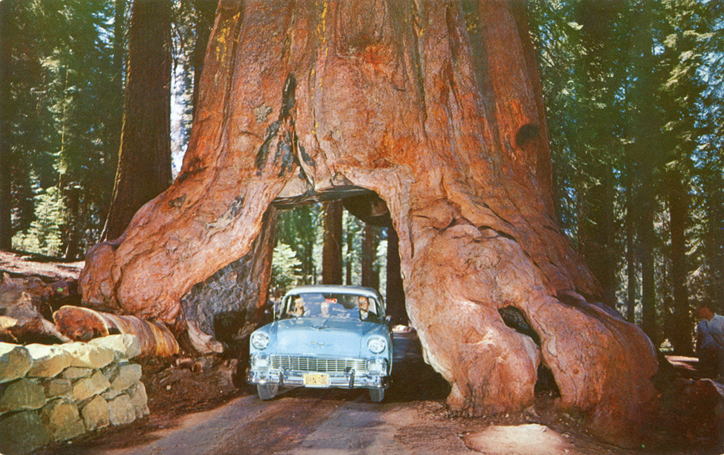 Guru's Home: Wawona Tunnel Tree