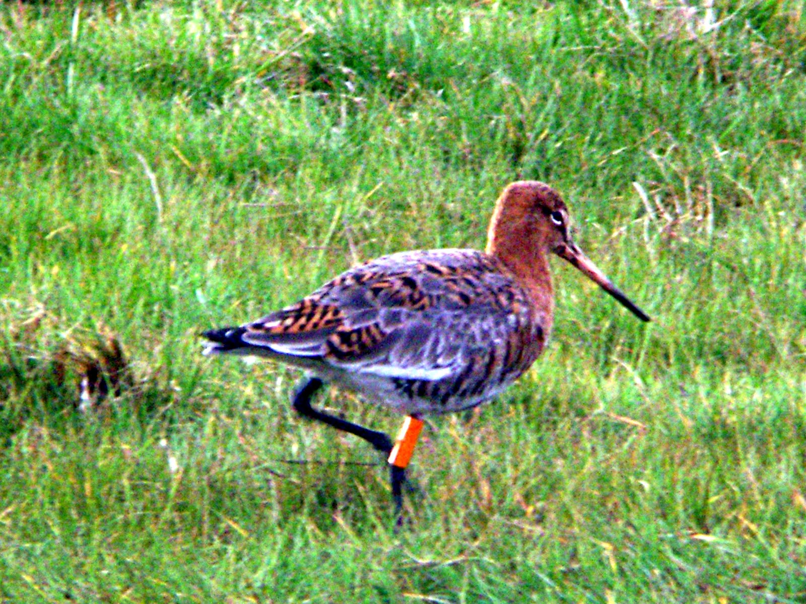 Beauty in small things: Black Tailed Godwits