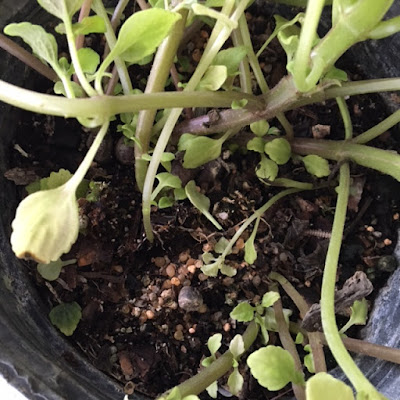 Vegetable and Fruit Gardening in SW Florida: African Potato Mint ...