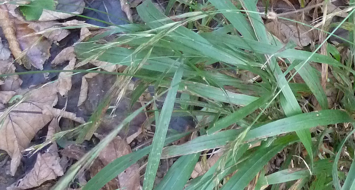 The Rainforest Fund Project: Brachypodium sylvaticum - Wood False-brome