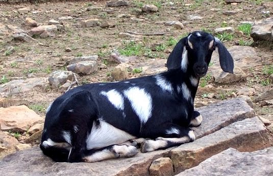 Goats - What's Normal? - Oak Hill Homestead
