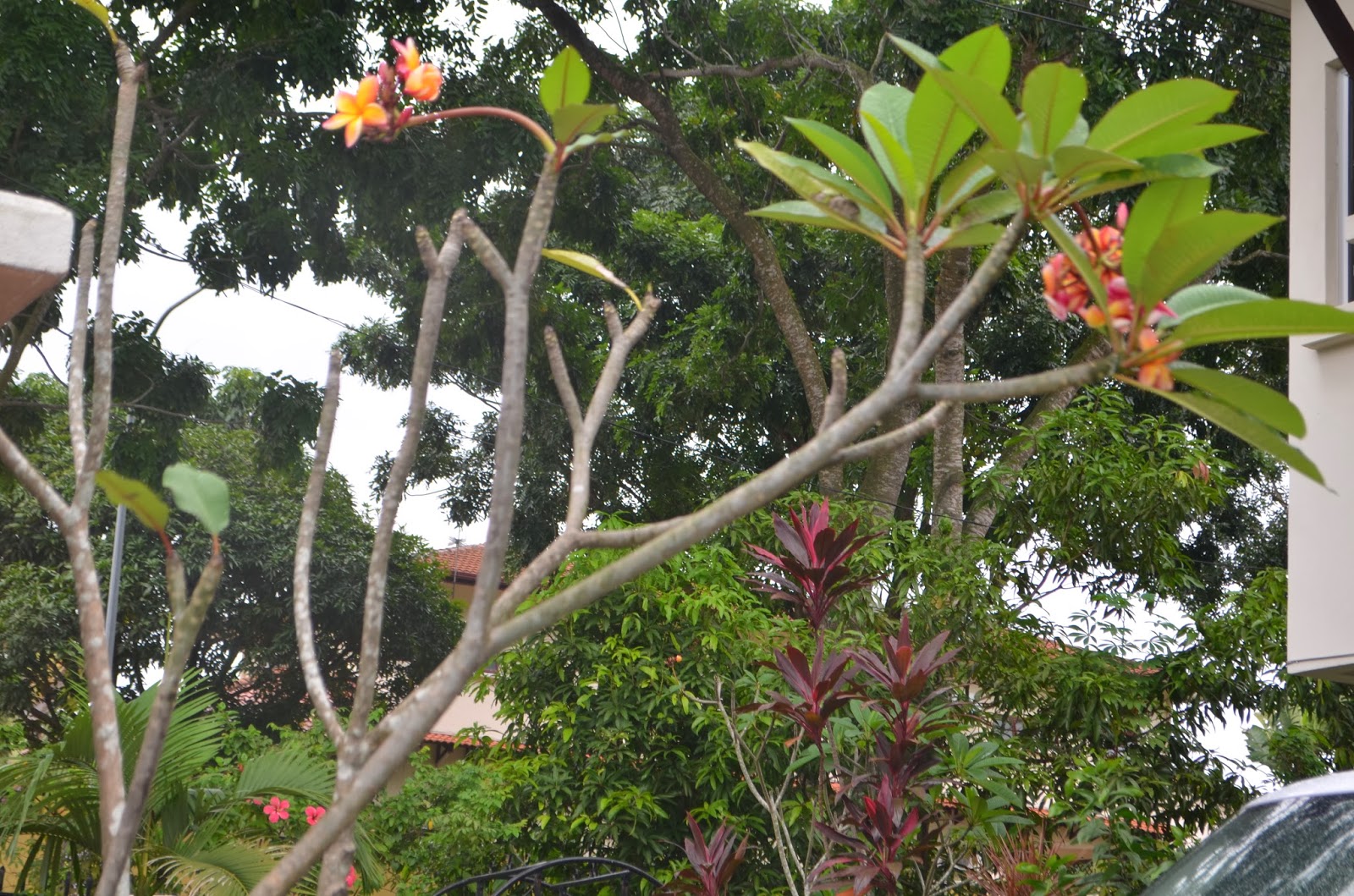 from my garden: Plumeria / frangipani / pokok bunga kemboja