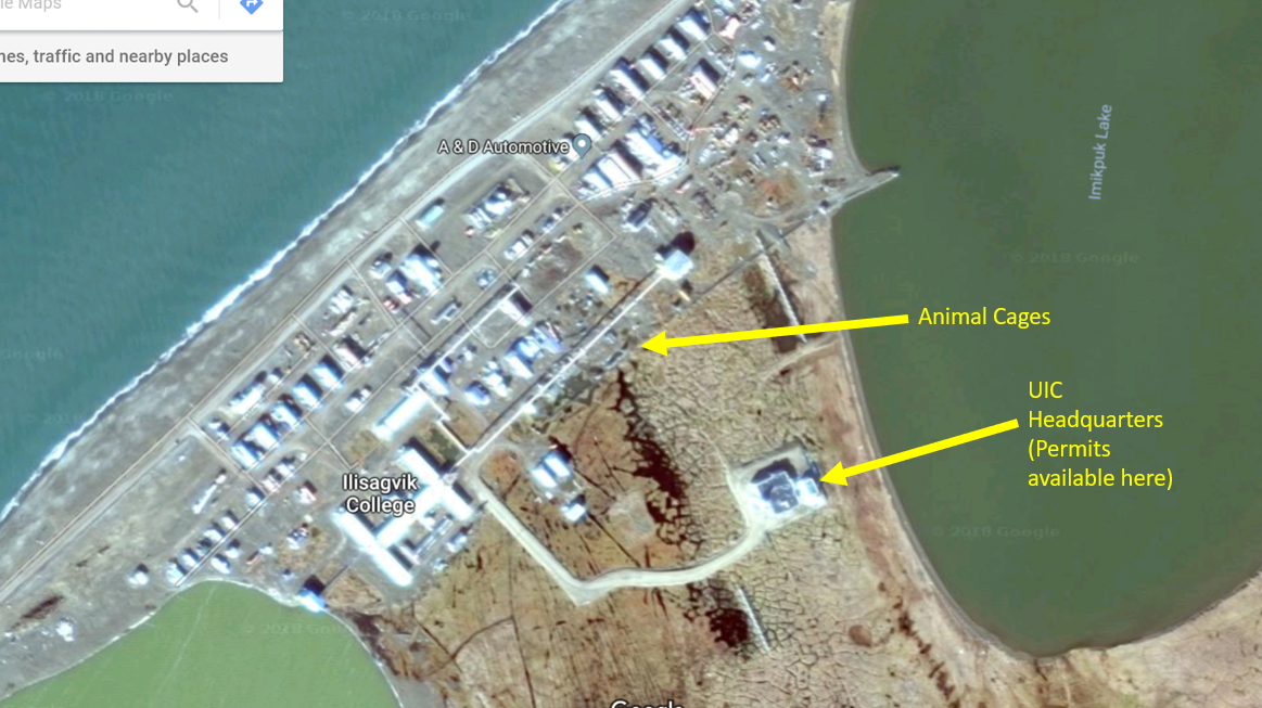 Birding on the Frontier: Utqiagvik (Barrow) Birding Hotspots