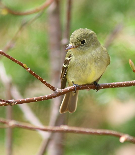 Birding Newfoundland with Dave Brown: The Identification of ...
