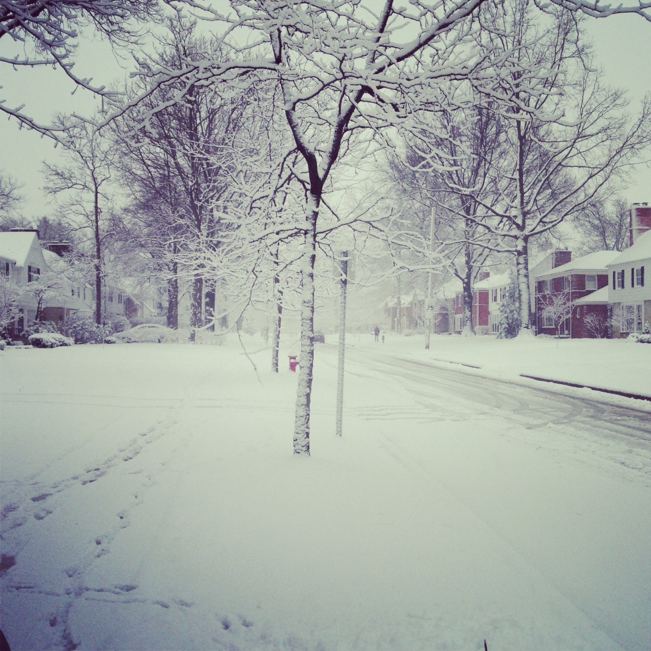 The Fat Hydrangea: Spring Snow Showers