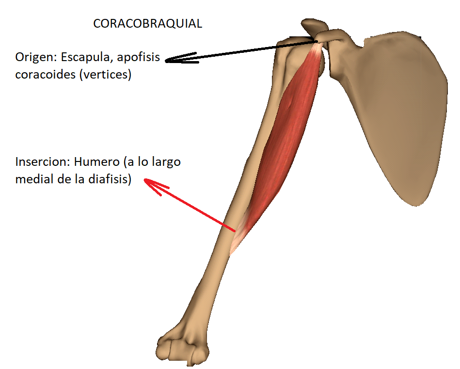 Anatomy full : MUSCULO CORACOBRAQUIAL