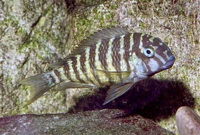 Artes de Pesca: LOS CICHLIDAE 50ª