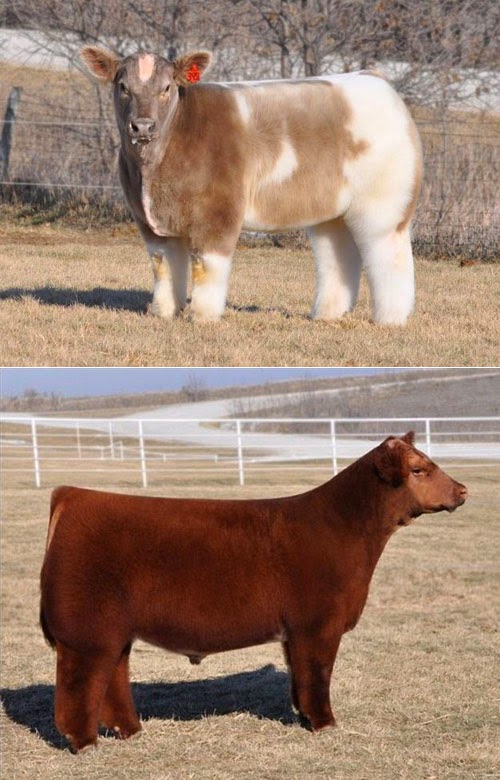 Lucu dan Menggemaskan, Sapi ini Berbulu Tebal dan Halus Layaknya Kucing