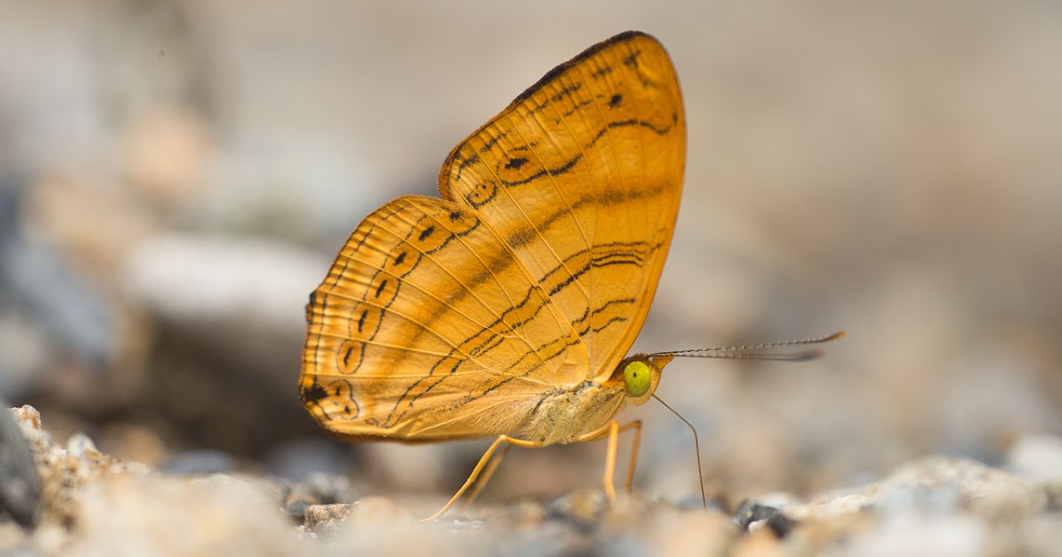 Butterflies Of Borneo: Greater Wavy Maplet (Chersonesia rahria rahria)