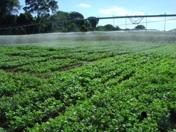 AGRONOMIA RORAINÓPOLIS: Feijão transgênico desenvolvido pela Embrapa é ...