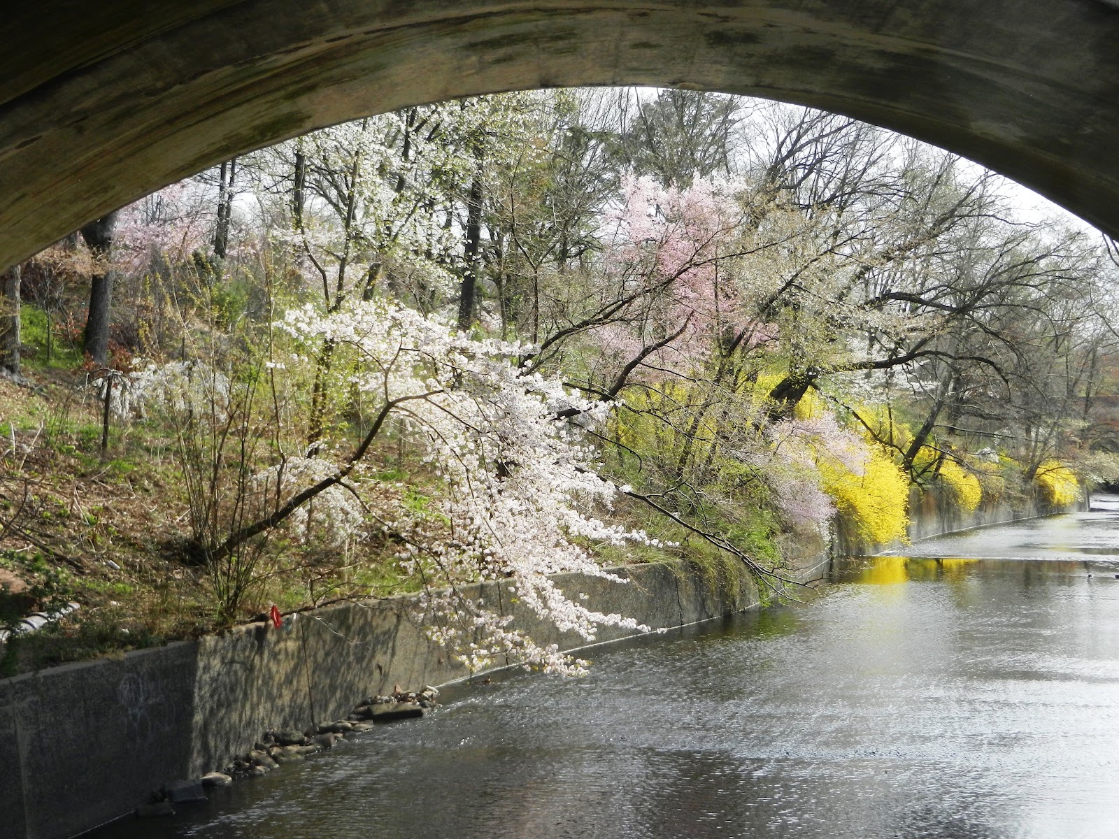 TM Gallery: branch brook cherry blossoms