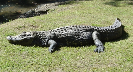 Biodiversidade__|||||||||___Philliphy___||||||: JACARÉS