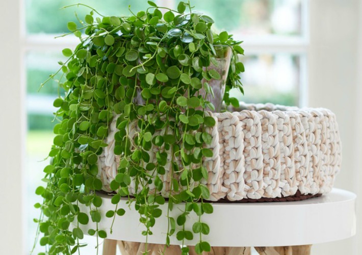 Decoración Fácil: Las 9 mejores plantas colgantes