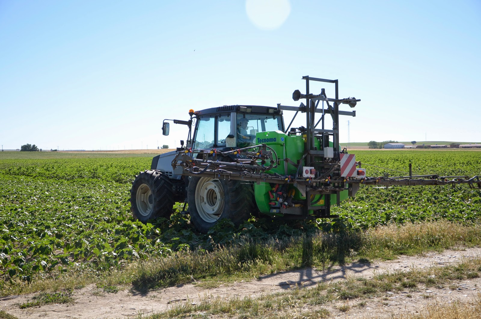 Spraying sunflowers