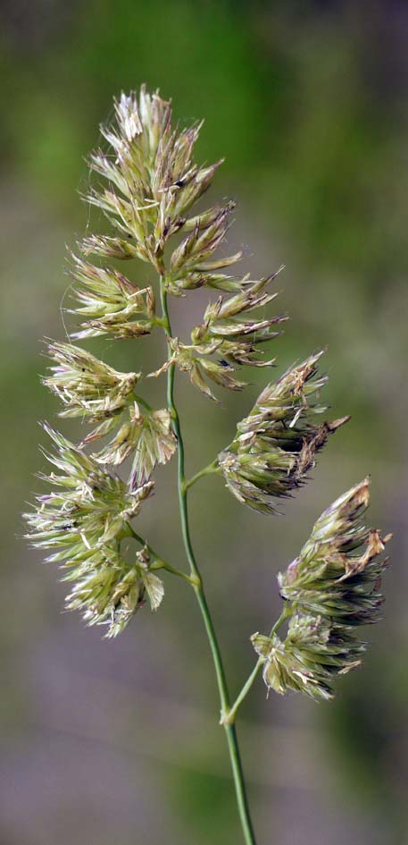 CABINET OF CURIOSITIES: cocksfoot vivipary