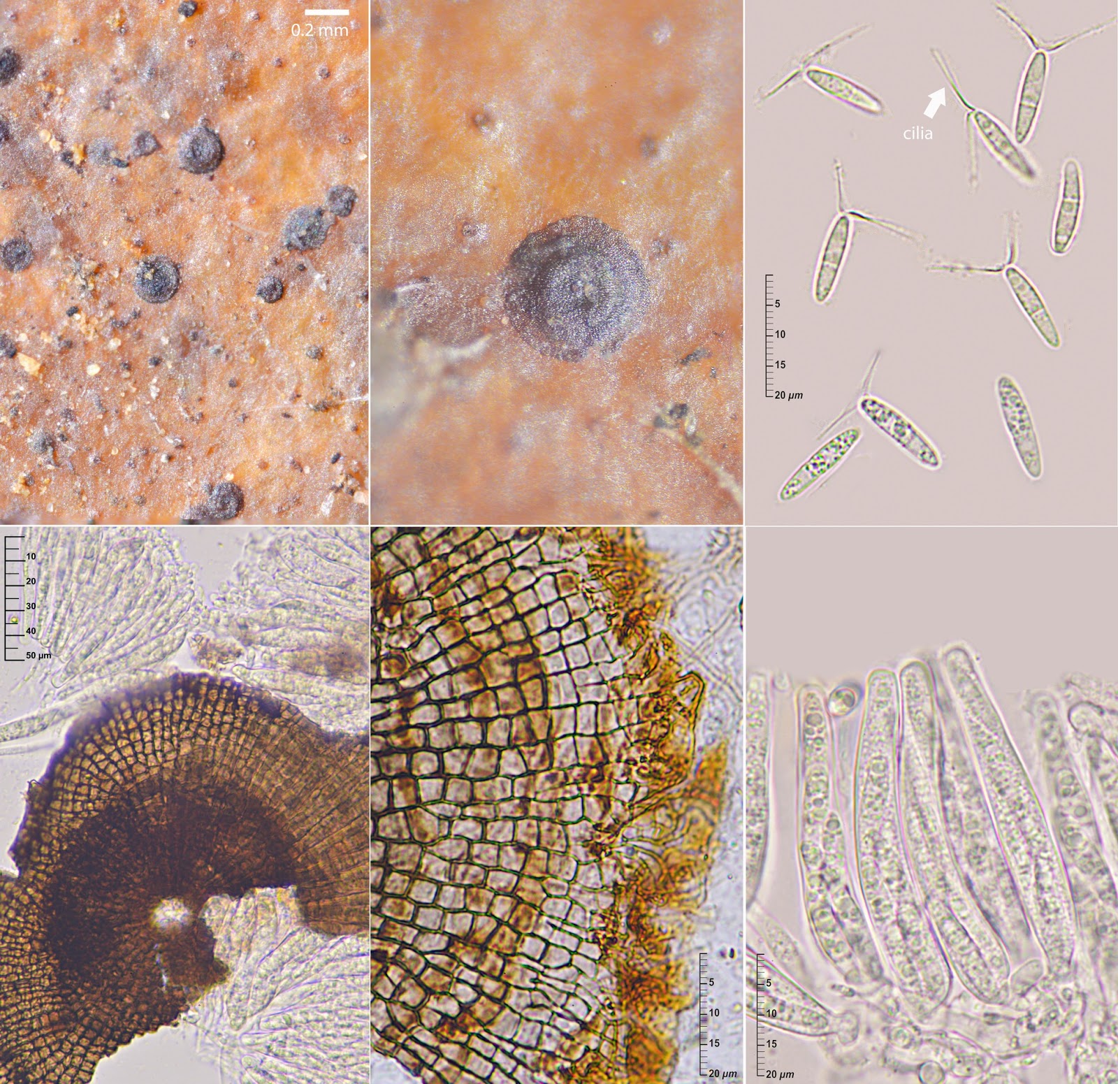 Microthyrium ilicinum De Not. • CEMAS • Orden Microthyriales