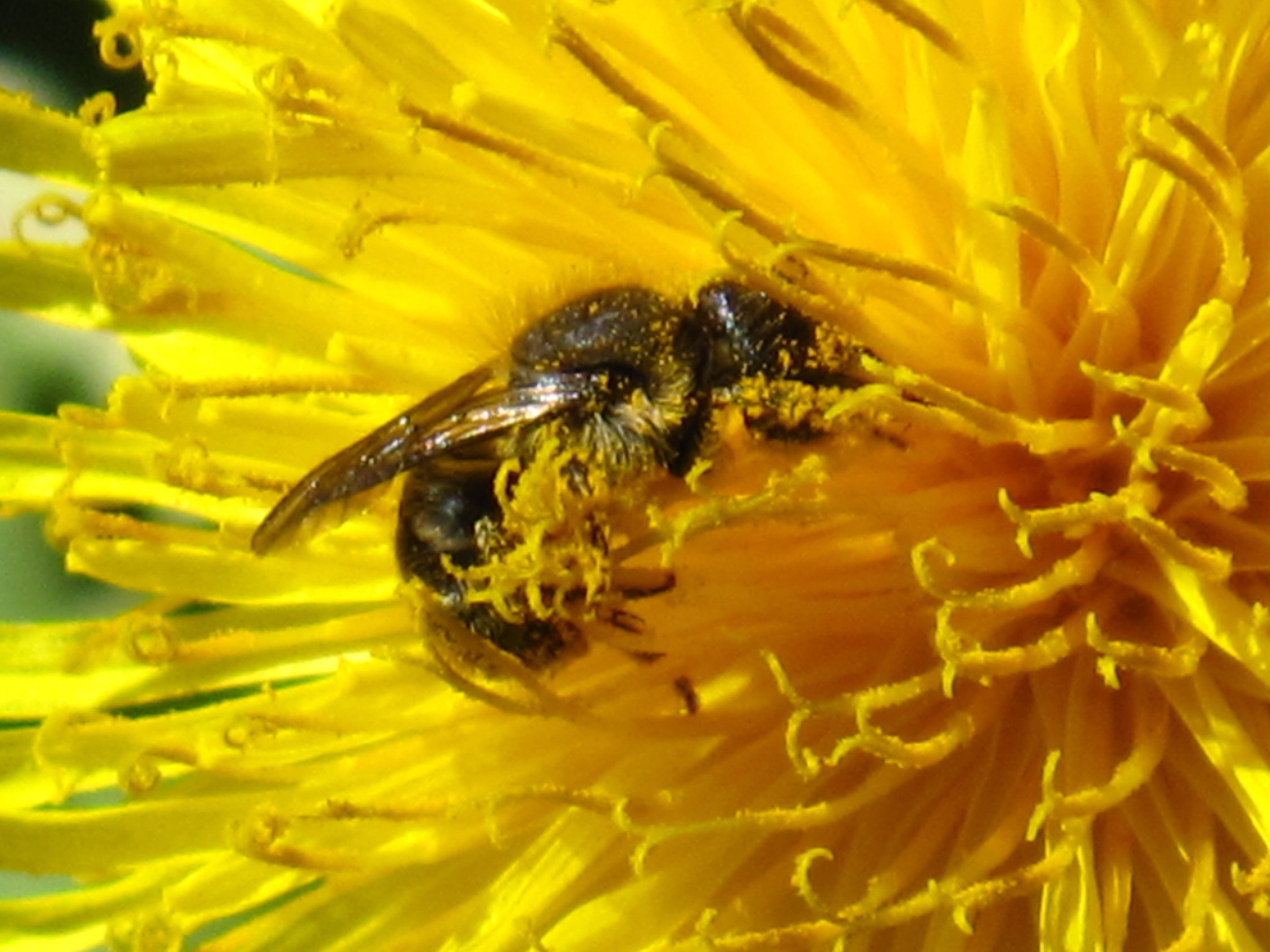 BugBlog: Dandelion bugs