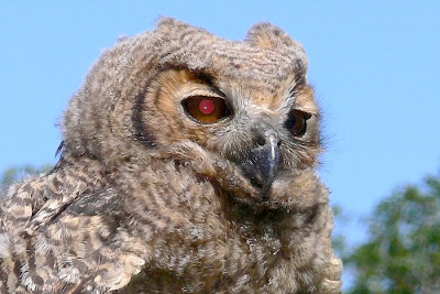 solitary dog sculptor: Animals - Animales: Birds - Pajaros - Owls ...