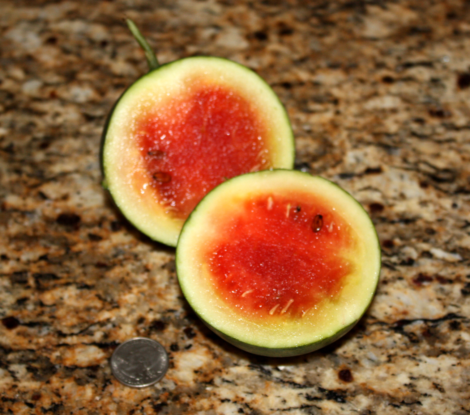 21 Chicks and Counting: World's smallest watermelon