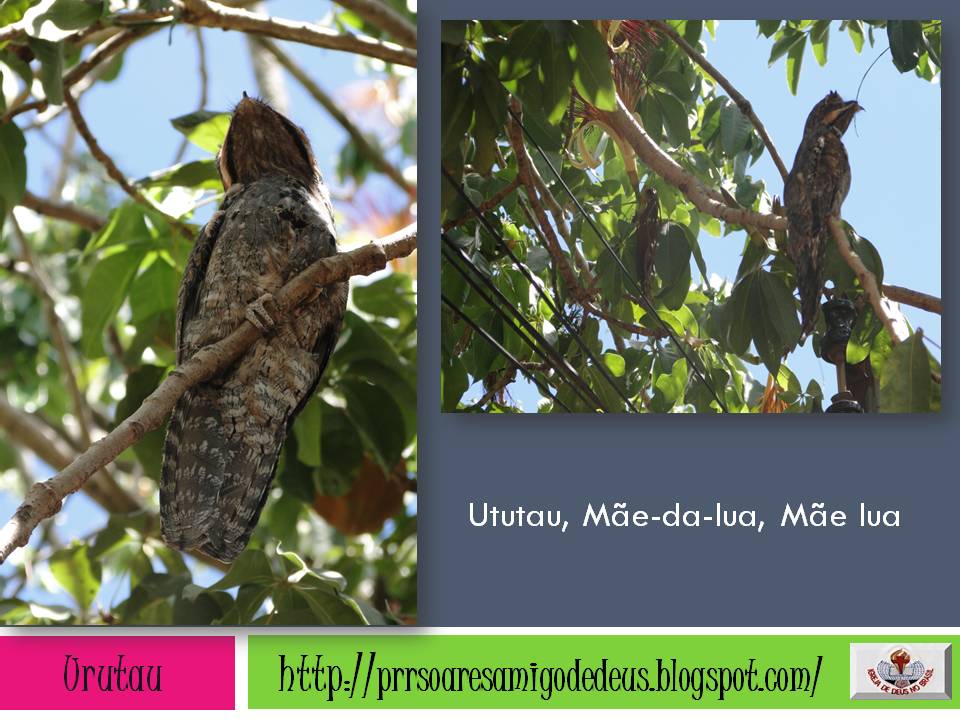 prrsoares: Urutau, Mãe-da-lua, Mãe lua, Ghost Bird, Ave Fantasma ...