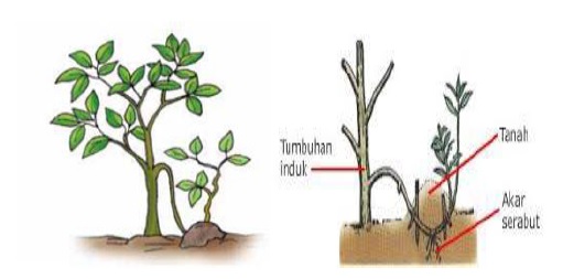 Pembiakan Vegetatif dengan Merunduk - Panduan Pelajaran
