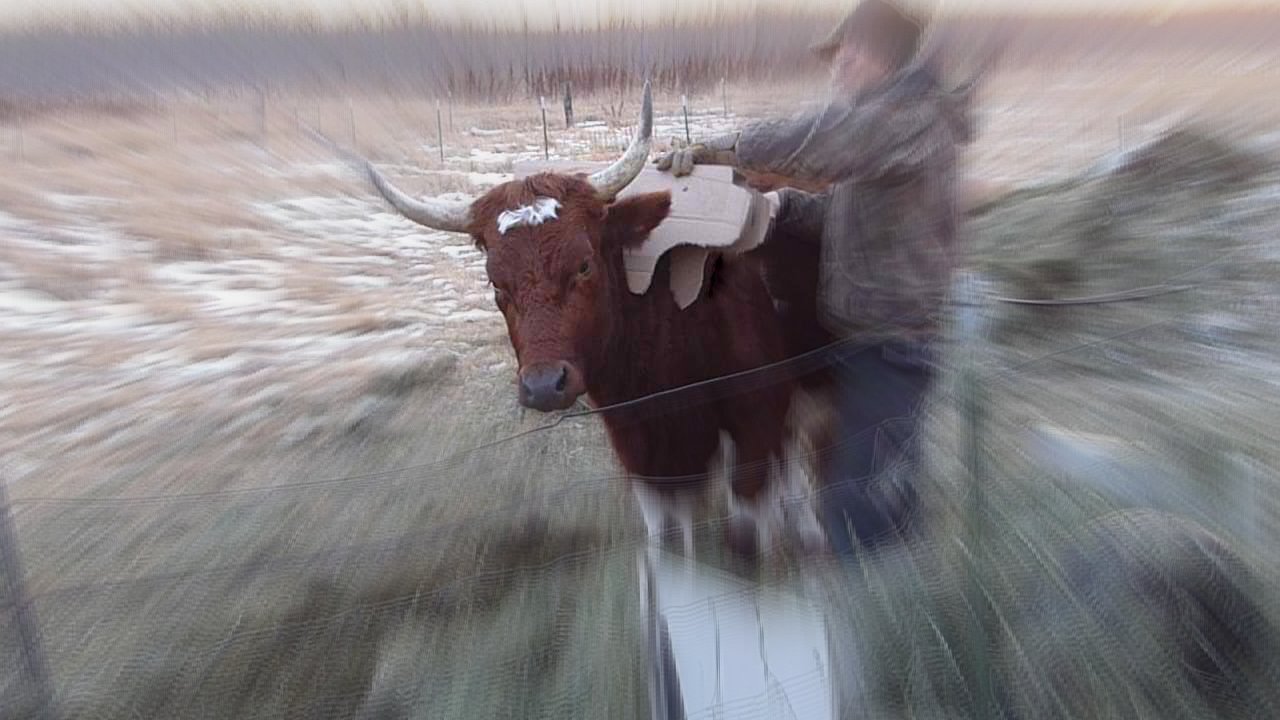 storybrookeripples: ox and dog blog: To Make a Single Ox Yoke, Part 3