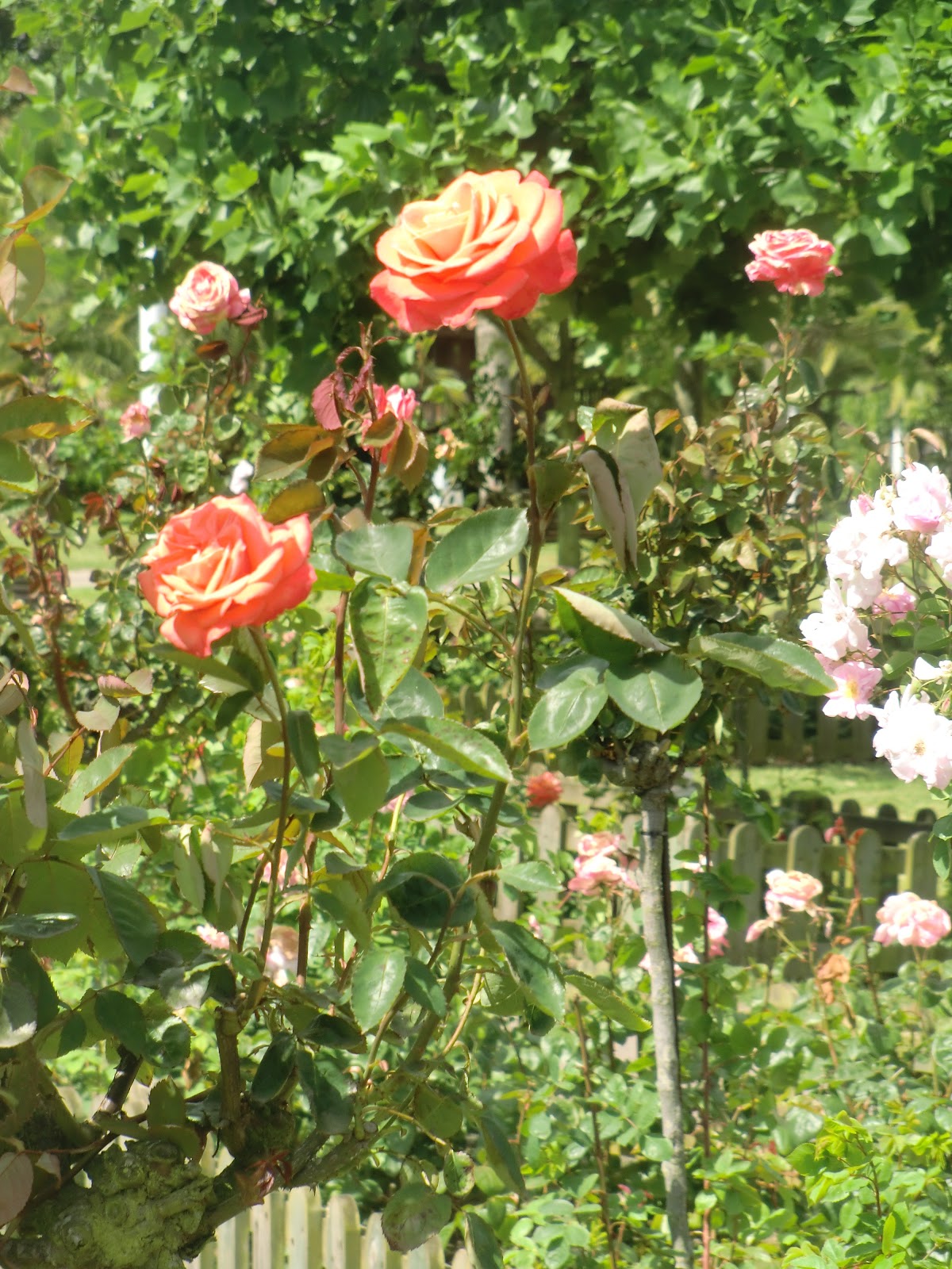 El cestillo de Emilia: ROSA ROSA ROSAM...