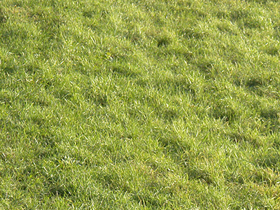 Composición y Clasificación del Césped ~ Cesped, Semillas, Cortacesped ...