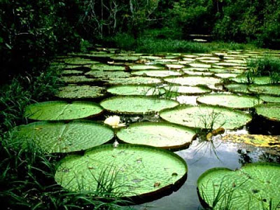 Conheça os principais destinos de viagem do norte brasileiro