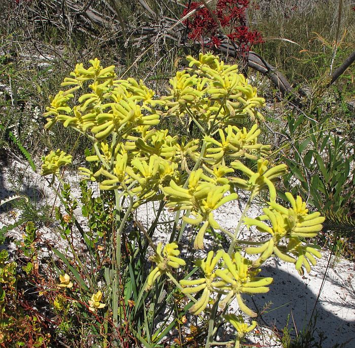 Esperance Wildflowers: Red Kangaroo Paw - Anigozanthos rufus