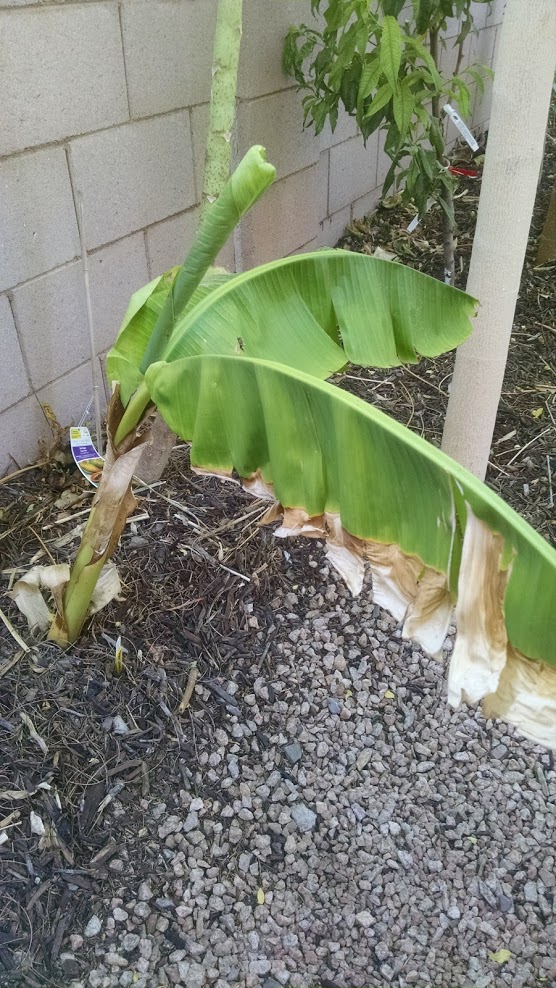 Desert Valley Orchard: Pisang Raja Banana