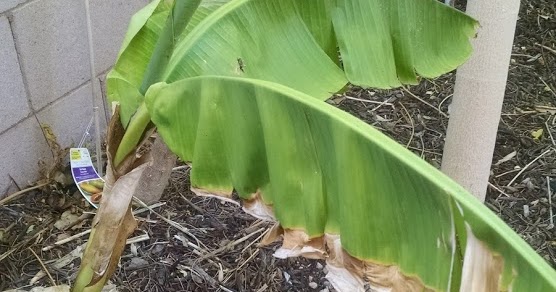 Desert Valley Orchard: Pisang Raja Banana