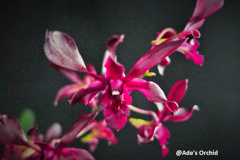 Ade's Orchid: Dendrobium Mini Black Spider