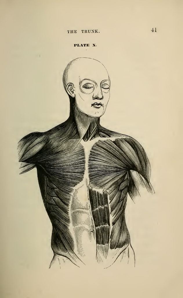 Research of Artistic Anatomy: Henry Warren “Artistic Anatomy of the ...