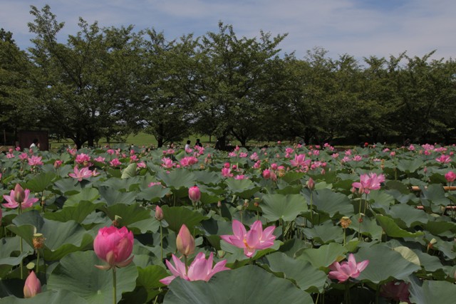 Tokyo Railway Labyrinth: Re-visit to Ancient Lotus Garden in Gyoda City