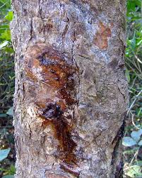 Economically Important Indian Copal Tree Faces Threat of Extinction