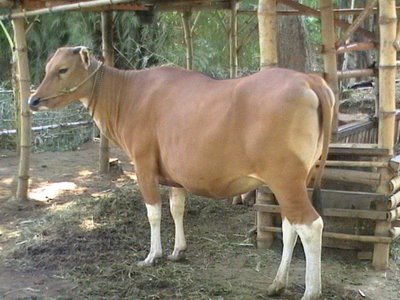 BP3K KECAMATAN MENDAHARA ULU: JENIS DAN BANGSA SAPI POTONG